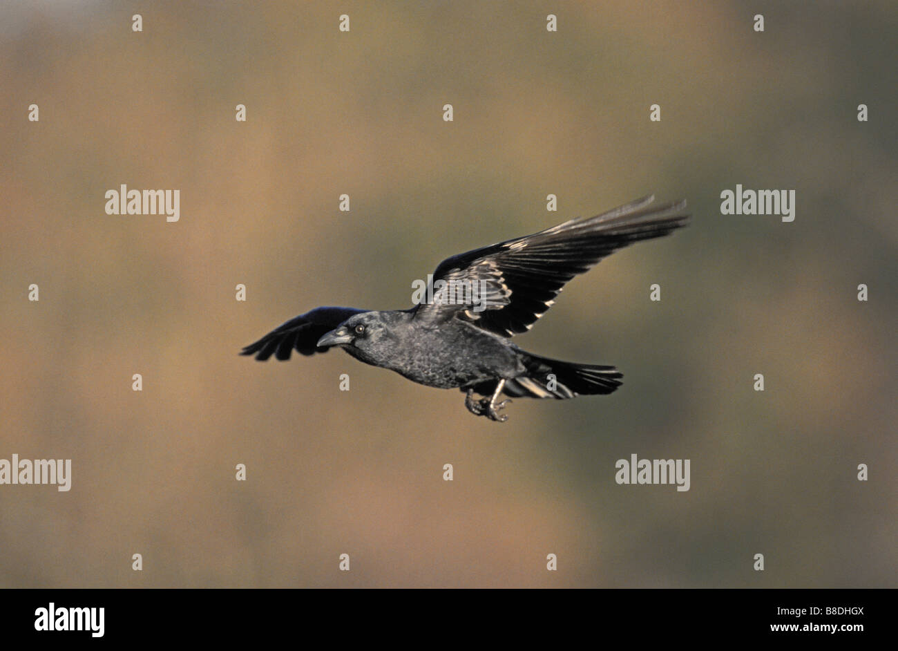 tk0121, Thomas Kitchin;Common Crow/American Crow in spring, British ...