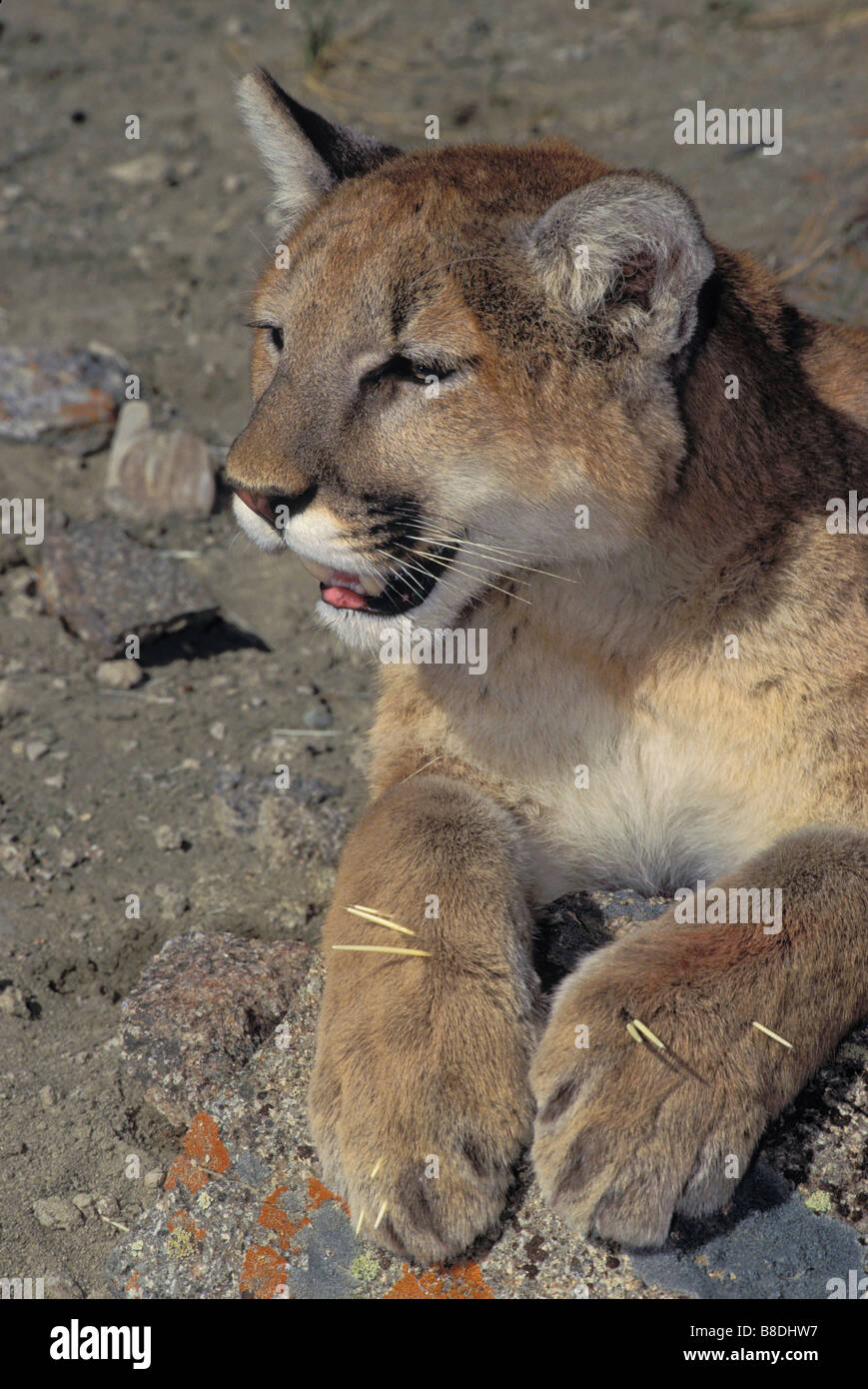 tk0138, Thomas Kitchin; Cougar with porcupine quills stuck in paws ...