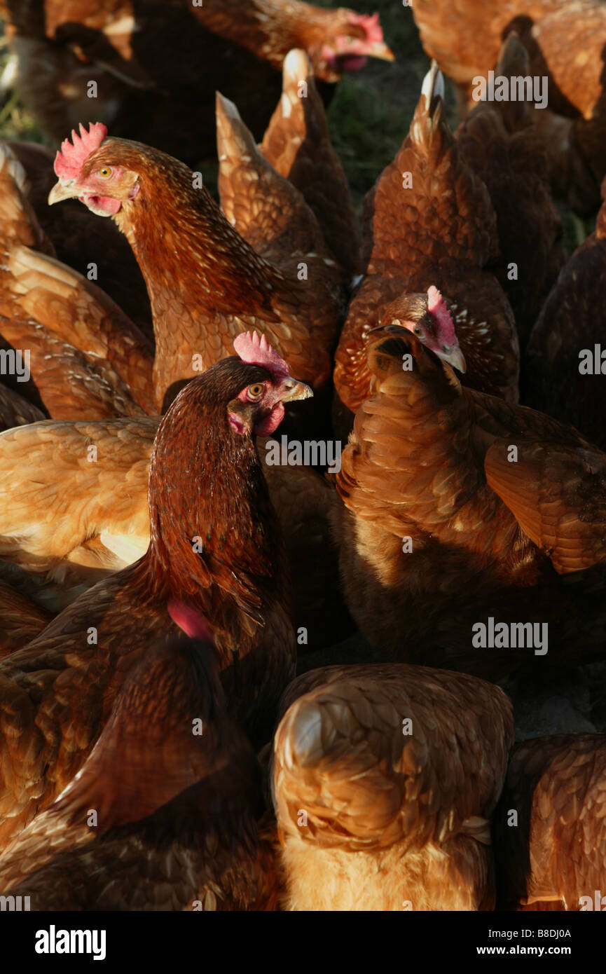Hen farming hi-res stock photography and images - Alamy