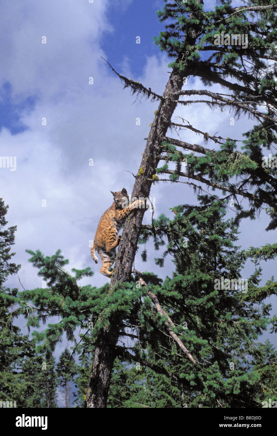 tk0143, Thomas Kitchin; Bobcat climbing tree in summer, Rocky Mountains ...