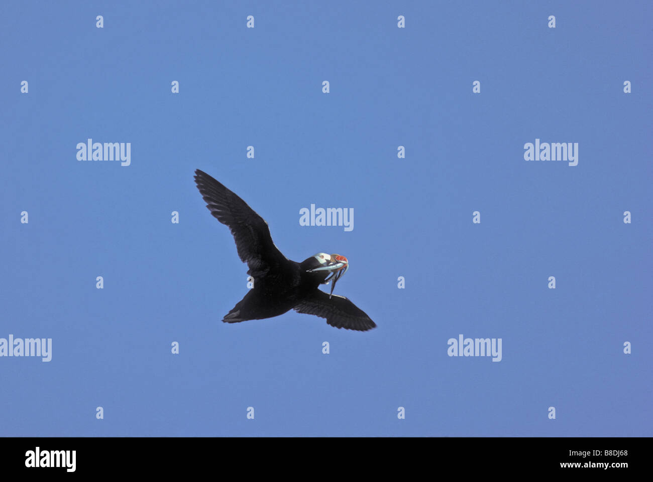Sand lance fish hi-res stock photography and images - Alamy