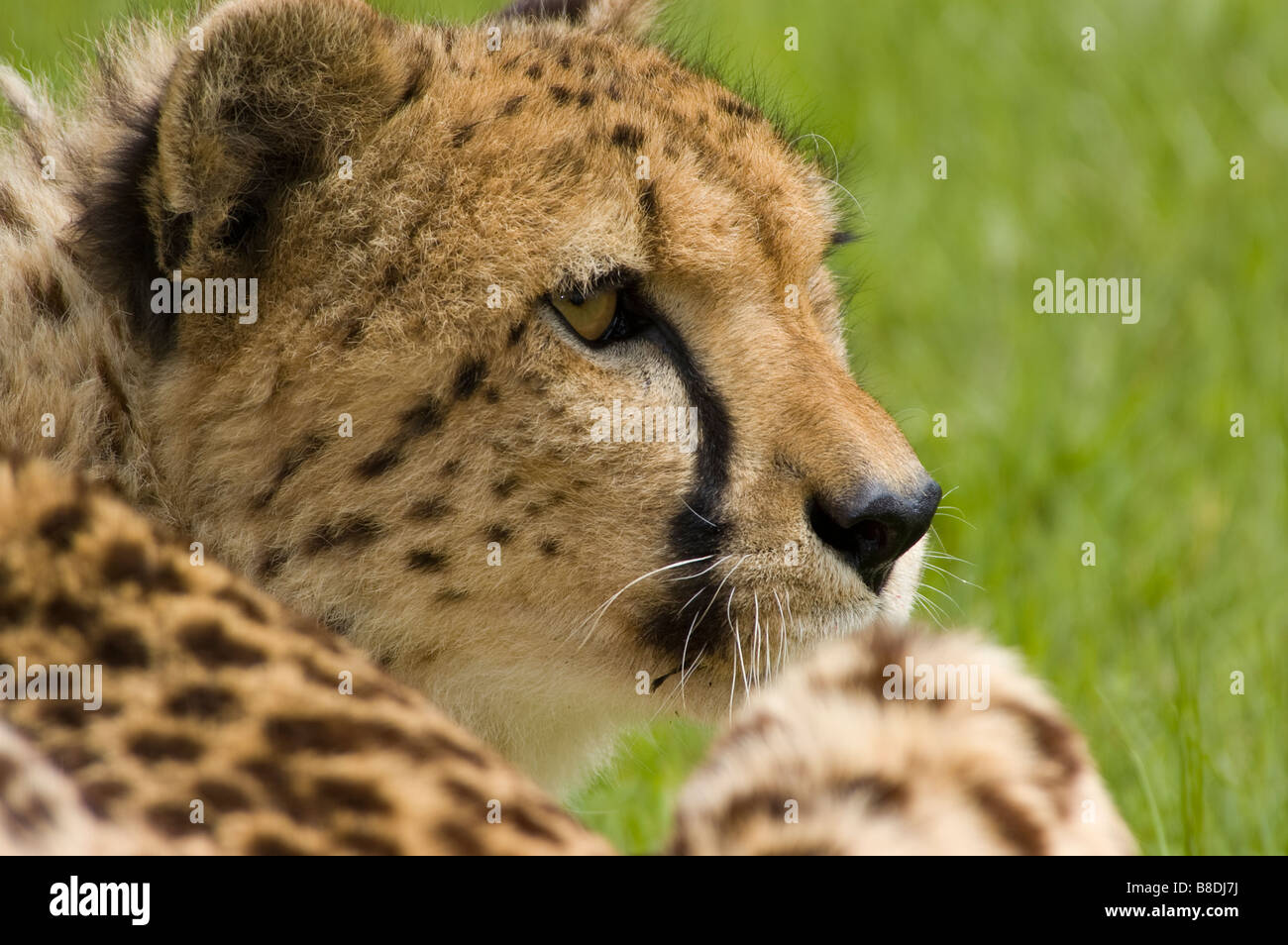 Endangered predator hi-res stock photography and images - Alamy