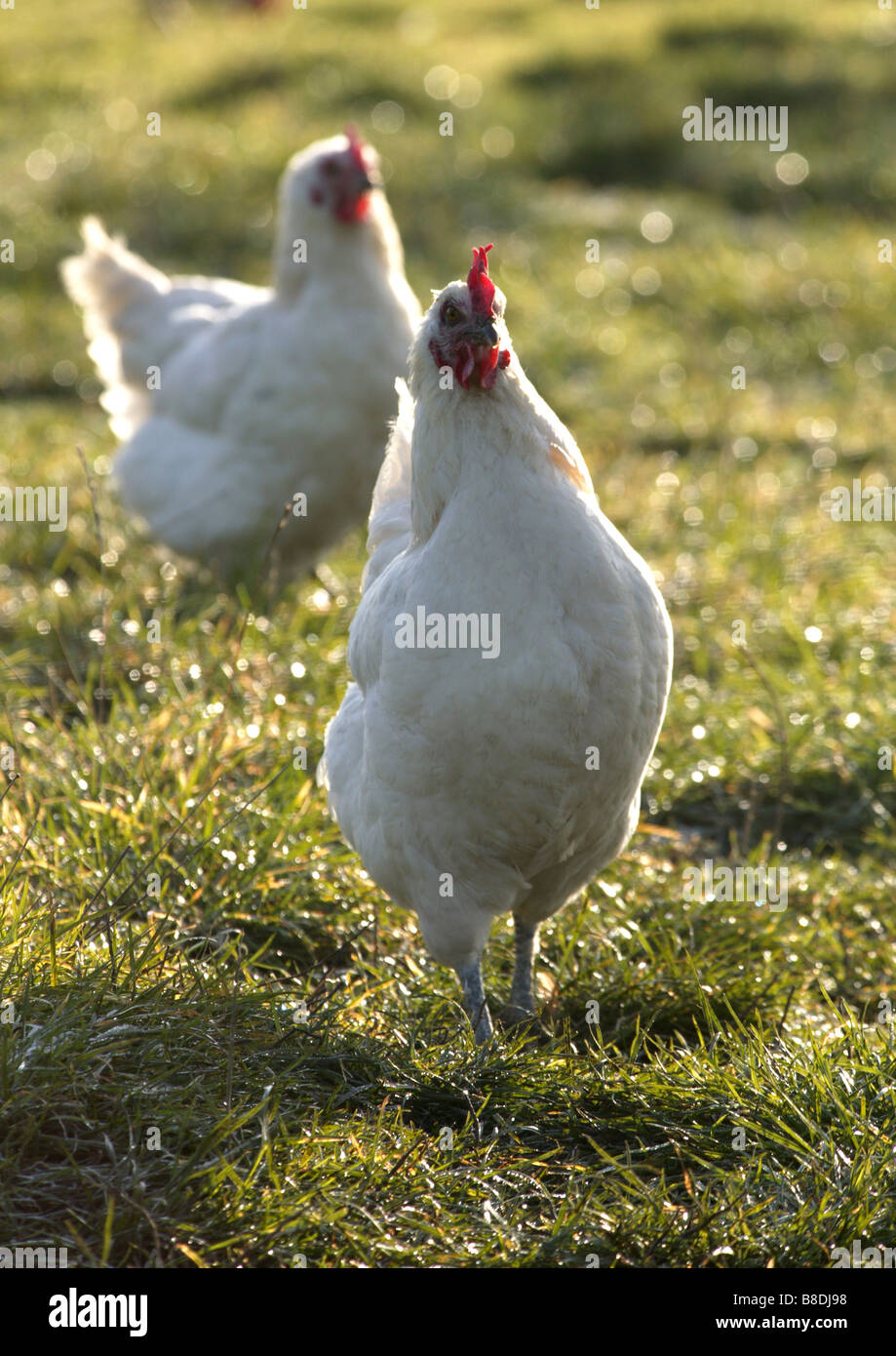 Chicken flock suffolk hi-res stock photography and images - Alamy