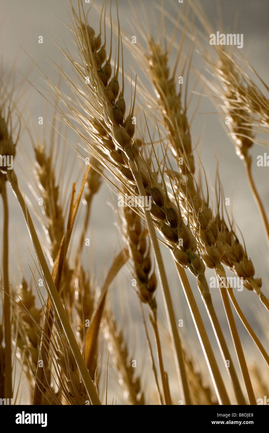 Wheat shaft hi-res stock photography and images - Alamy