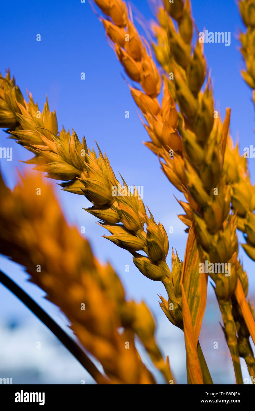 Wheat Shafts High Resolution Stock Photography and Images - Alamy