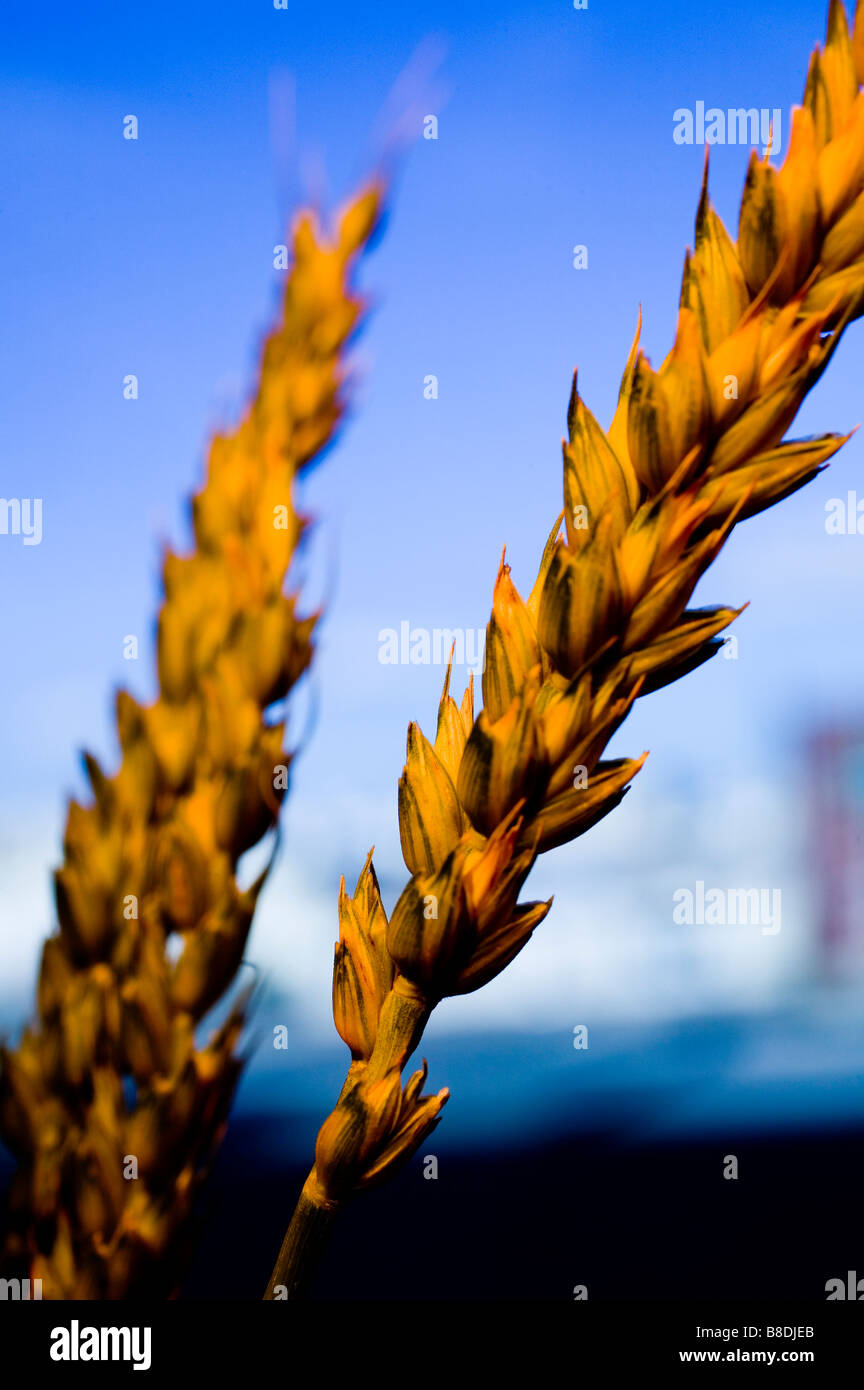 Wheat Shafts High Resolution Stock Photography and Images - Alamy