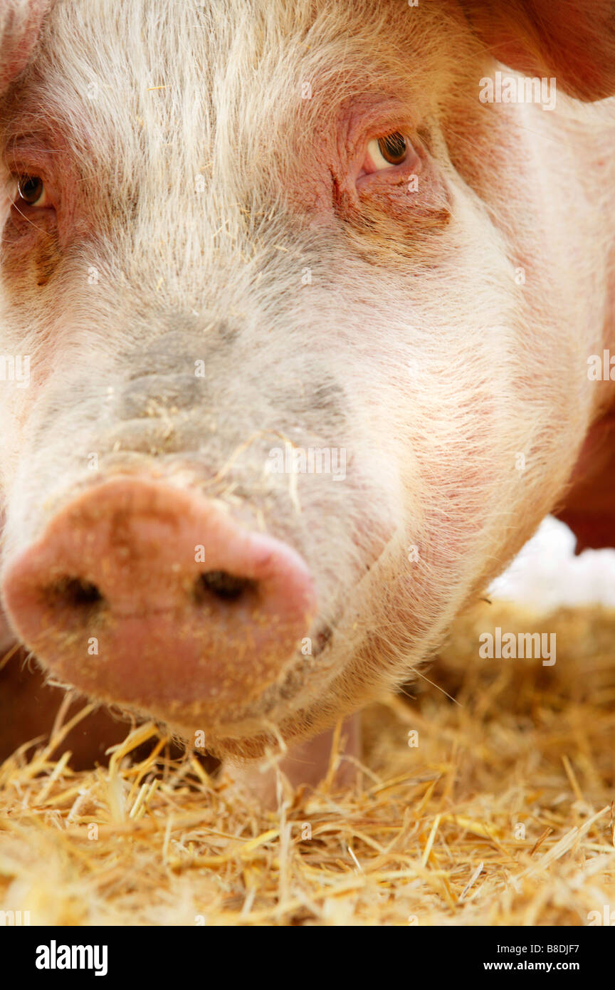 Hog up hi-res stock photography and images - Alamy