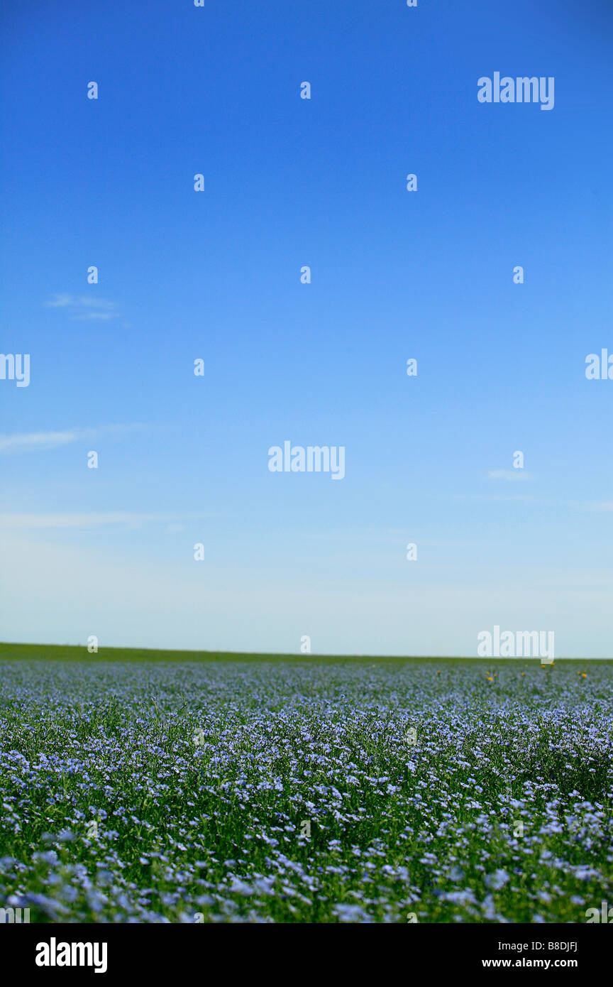 Saskatchewan prairie wildflowers hi-res stock photography and images ...