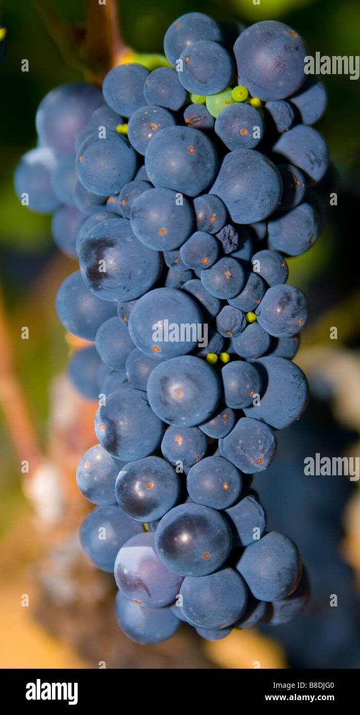 Circle vineyard hi-res stock photography and images - Alamy
