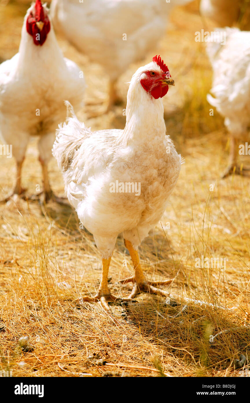 Four chickens hi-res stock photography and images - Alamy
