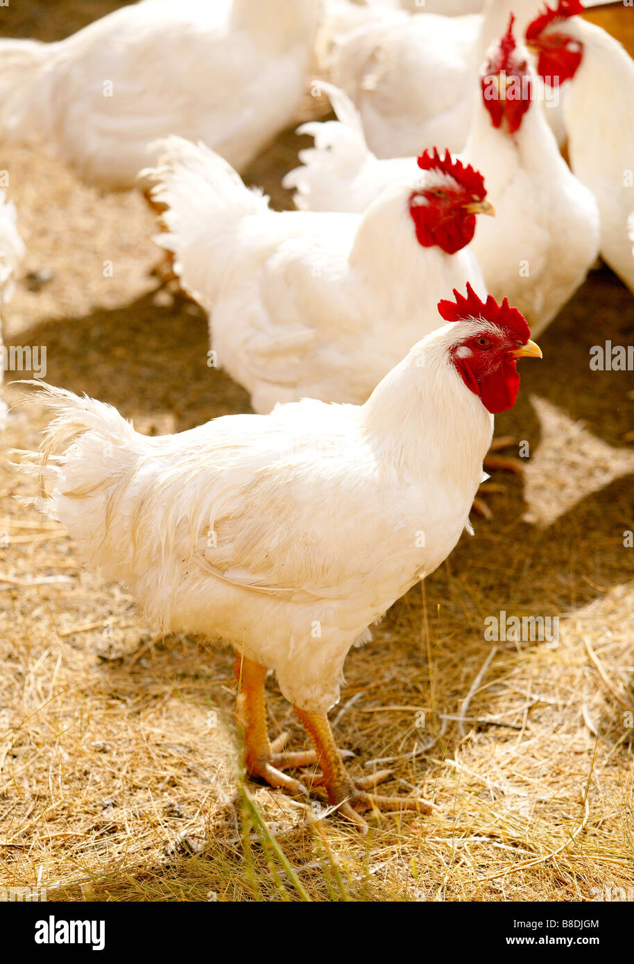 Humane chickens hi-res stock photography and images - Alamy
