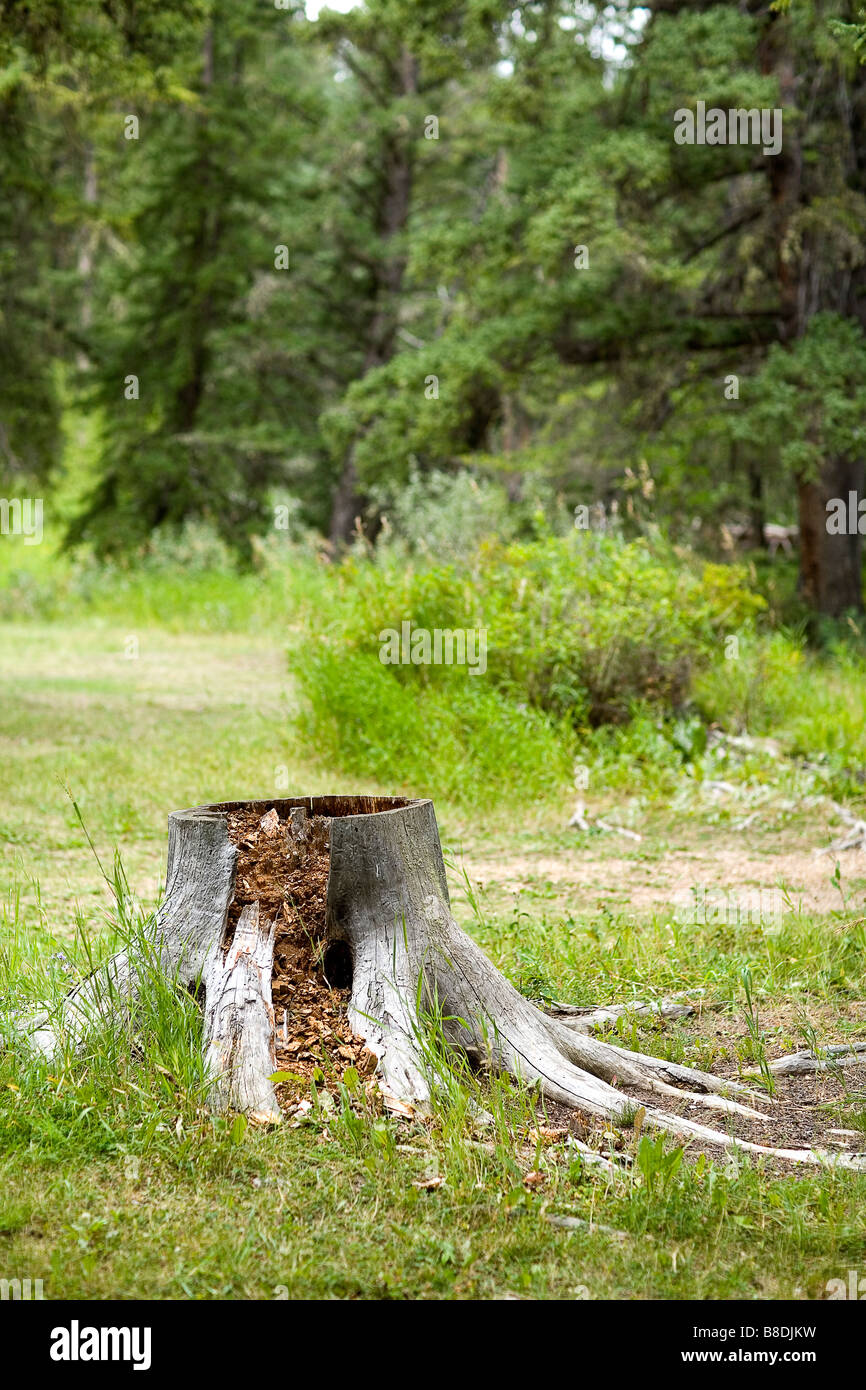 Cypress tree stump hi-res stock photography and images - Alamy