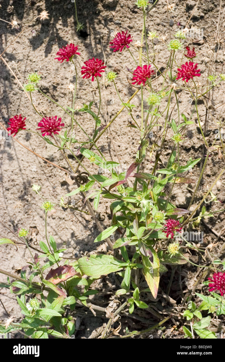 Crimson wildflowers of Crimson Scabious, Dipsacaceae, Knautia ...