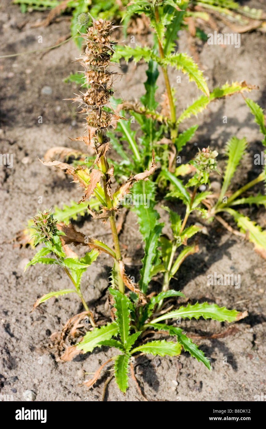 Whorlflower, Himalayan Whorlflower , Morinaceae, Morina longifolia ...