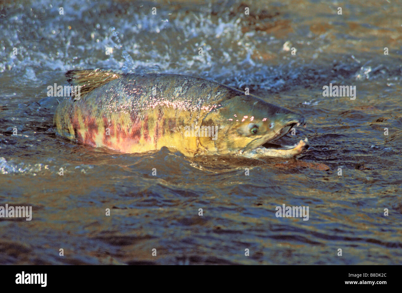 tk0227, Thomas Kitchin; Chum Salmon, aka dog salmon Range from ...