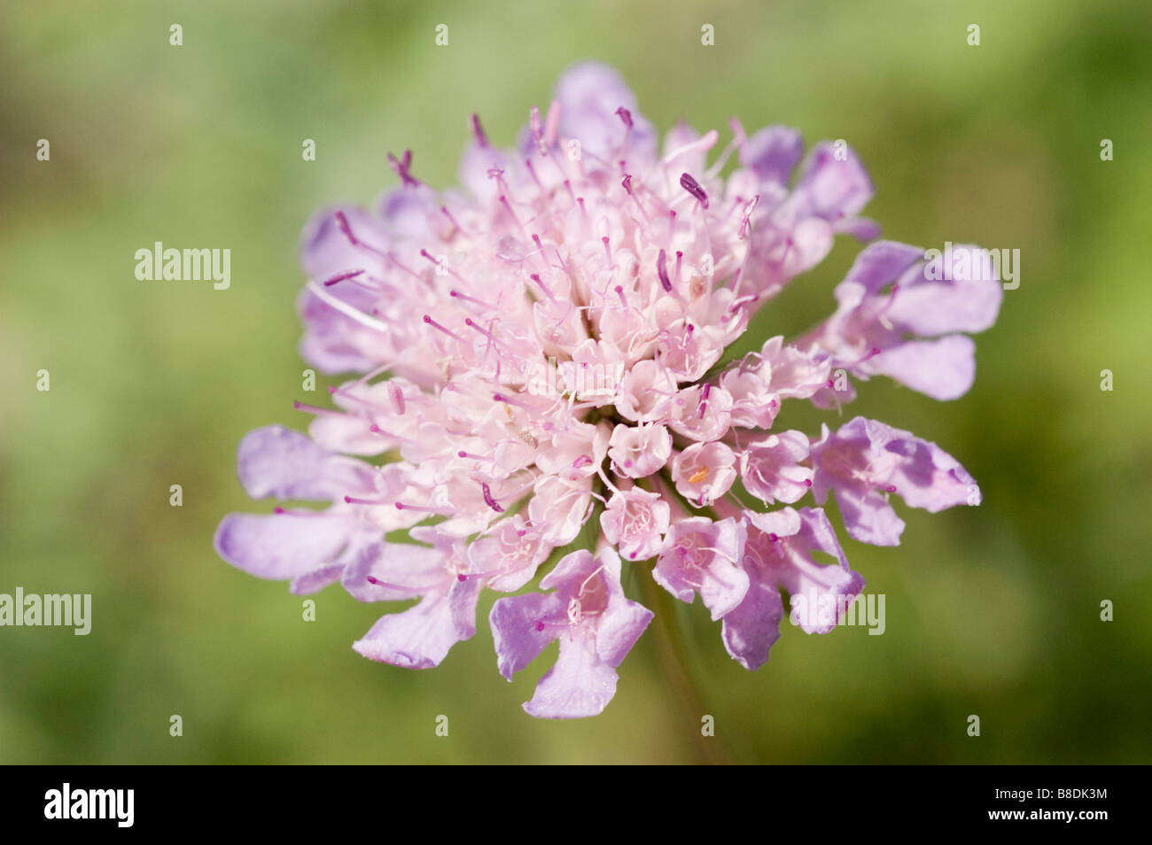 Pale blue violet flower of Tremastelma Mourning-Bride, Pincushion ...