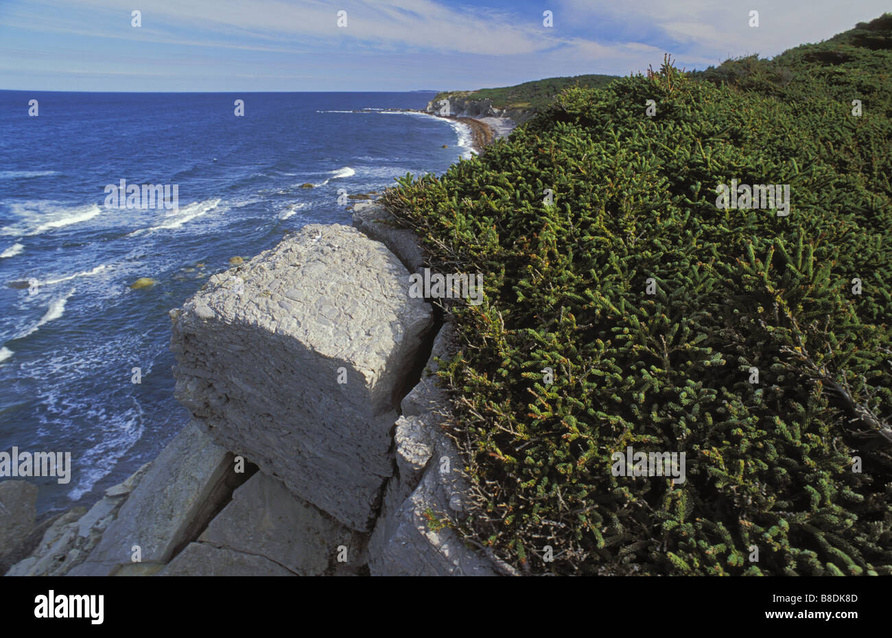 Newfoundland tuckamore tree hi-res stock photography and images - Alamy