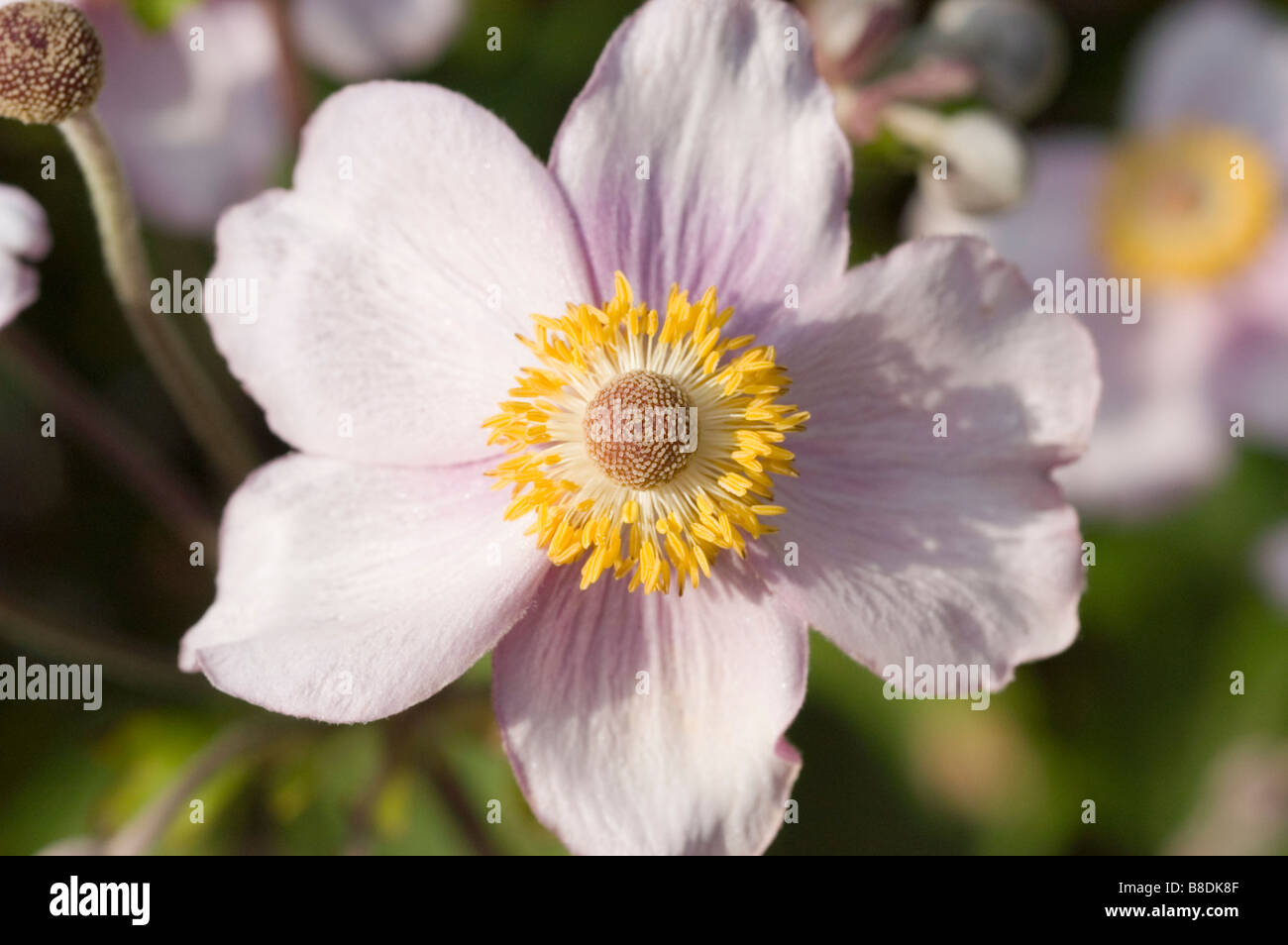 Pink white yellow flowers of grape leaved anemone hi-res stock ...