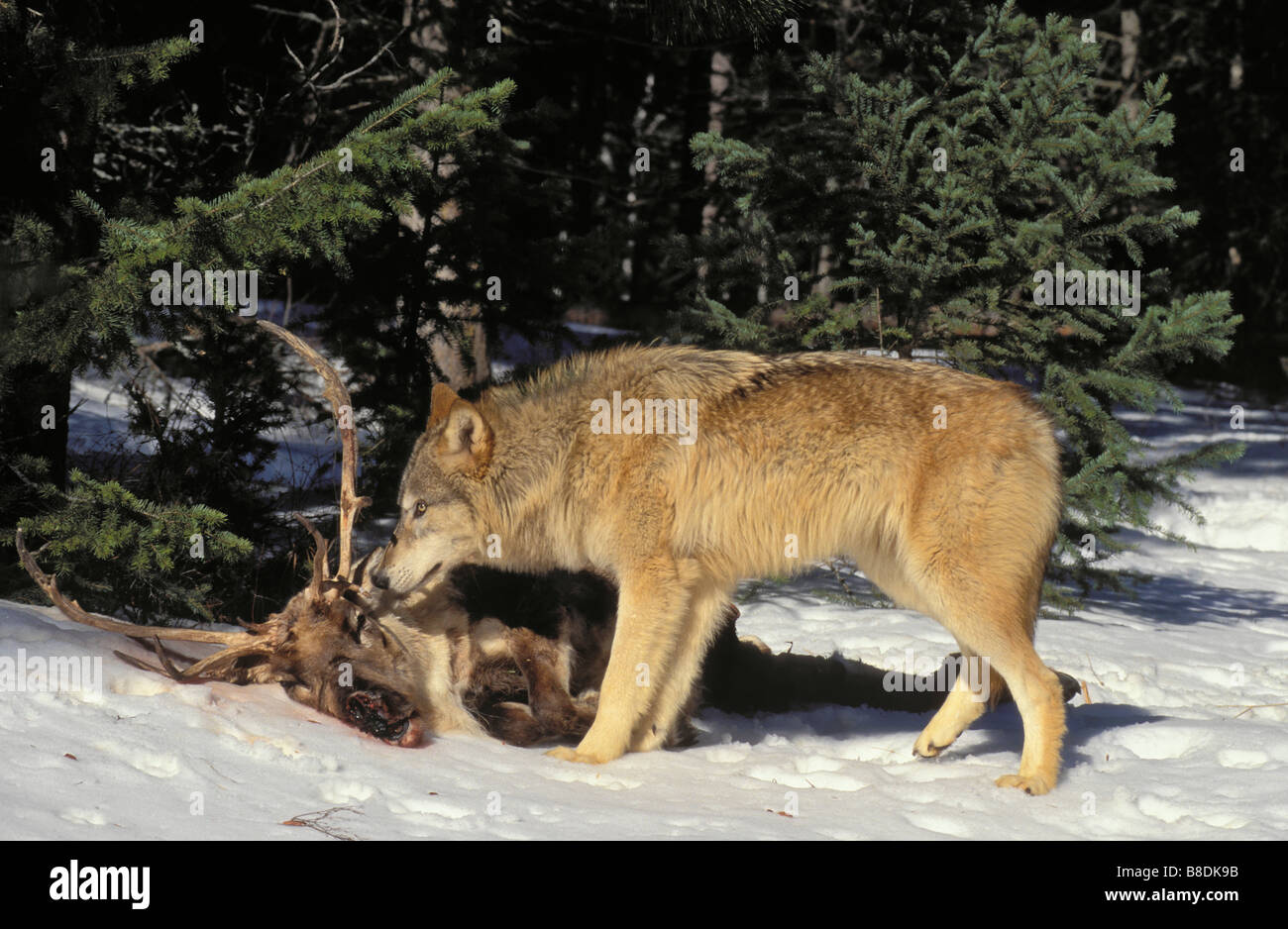 tk0255, Thomas Kitchin; Gray Wolf woodland caribou Predator/Prey Rocky ...