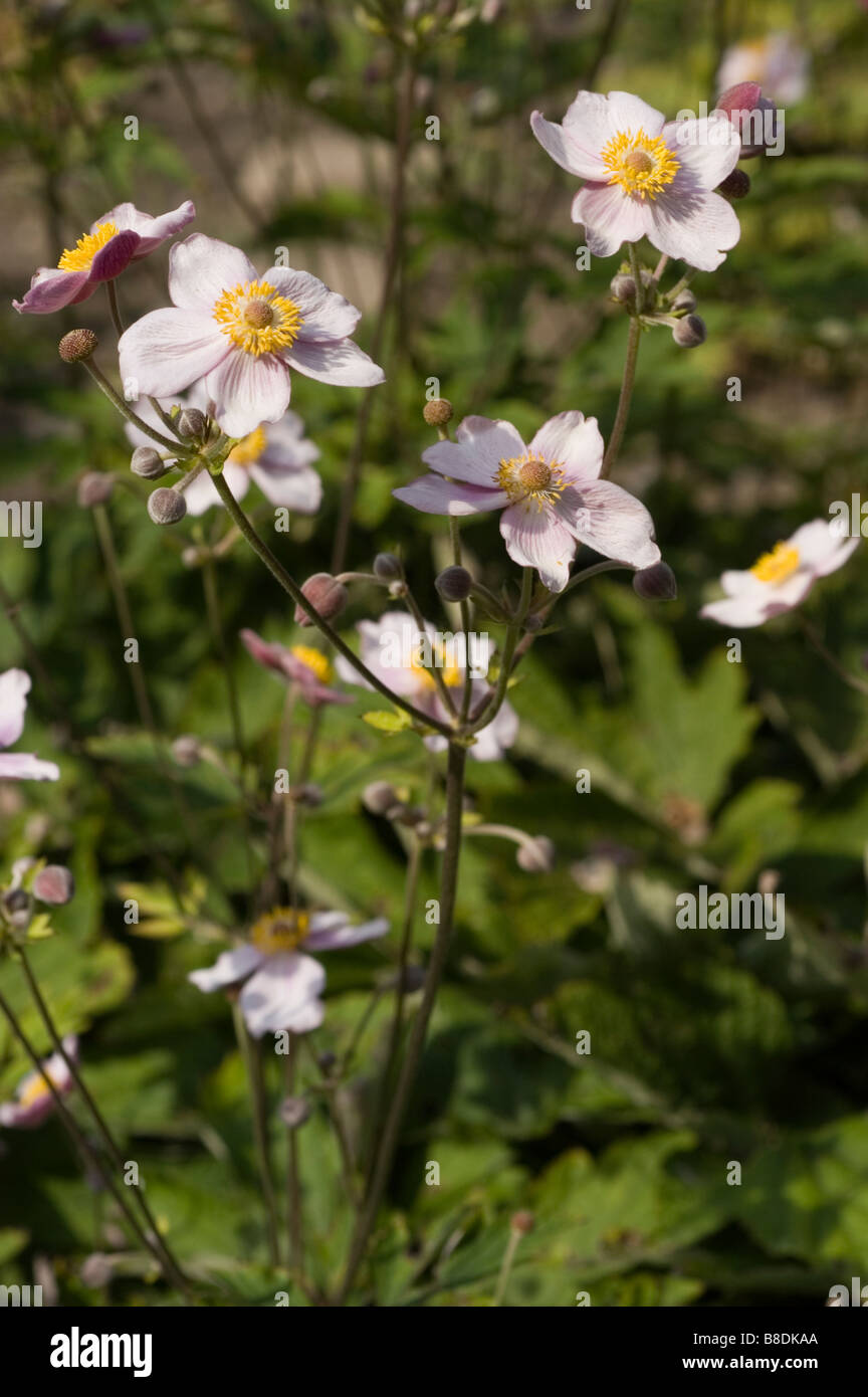 Anemone ranunculaceae hi-res stock photography and images - Alamy