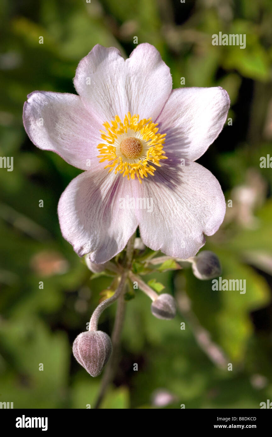 Pink white yellow flowers of grape leaved anemone hi-res stock ...