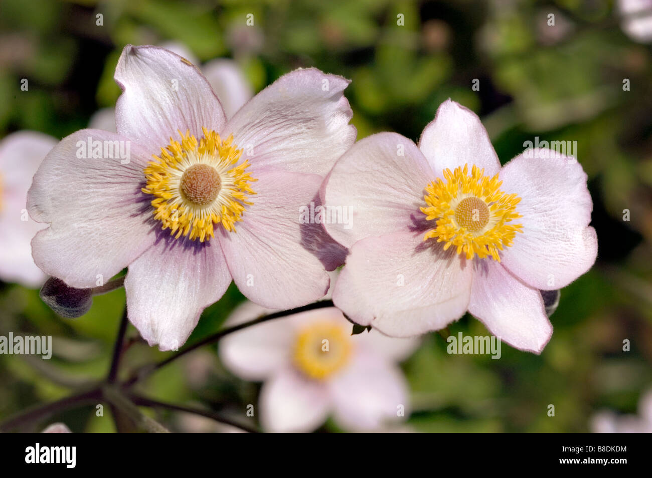 Pink white yellow flowers of grape leaved anemone hi-res stock ...
