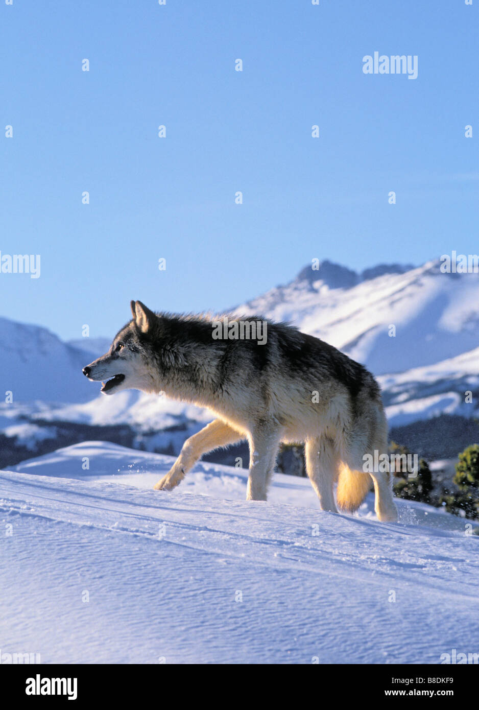 Rocky mountain grey wolf hi-res stock photography and images - Alamy