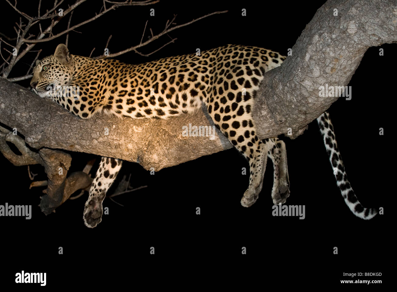 Leopard sleeping on tree in hi-res stock photography and images - Alamy
