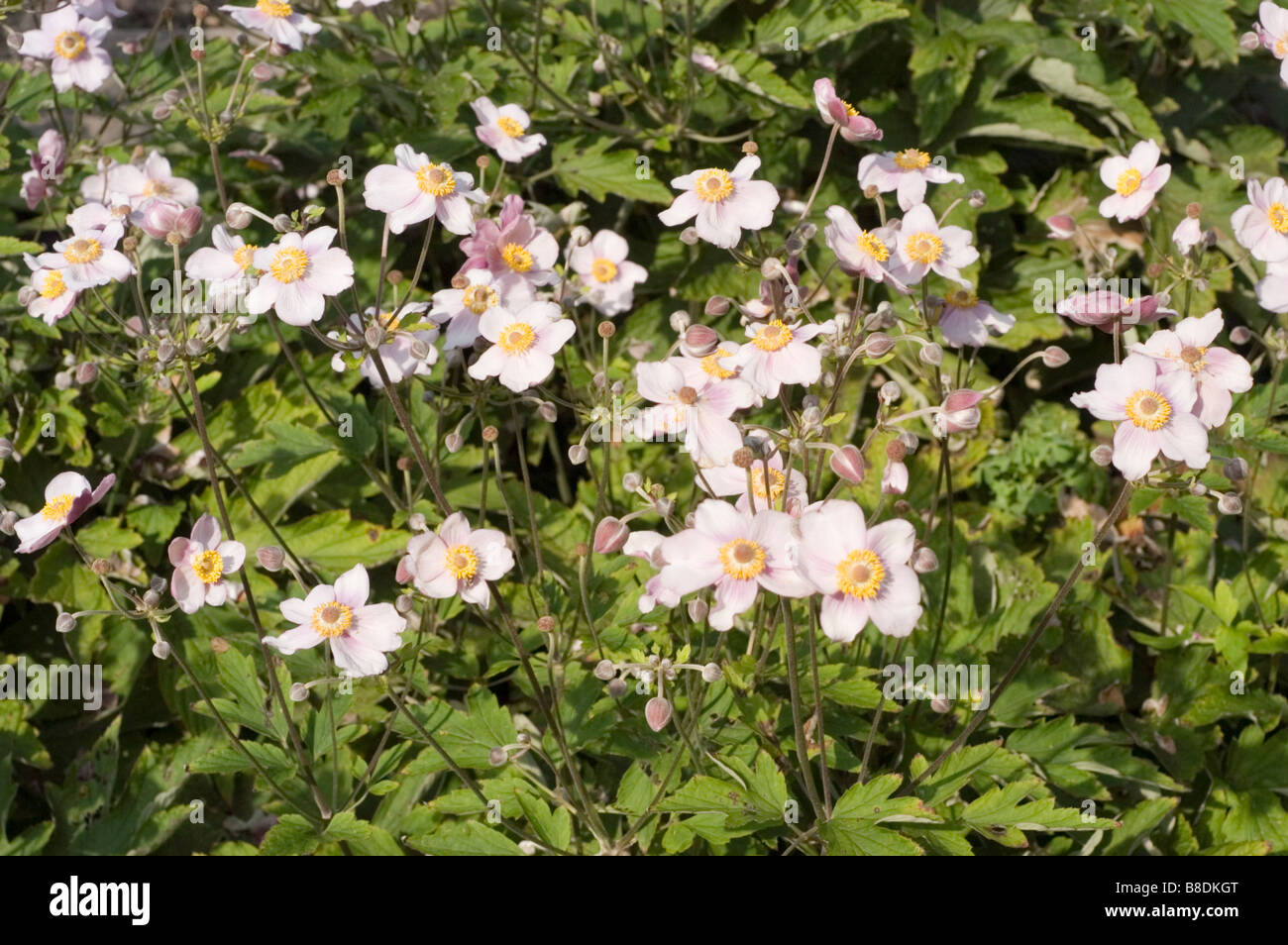 Pink White Yellow Flowers Of Grape Leaved Anemone High Resolution Stock ...