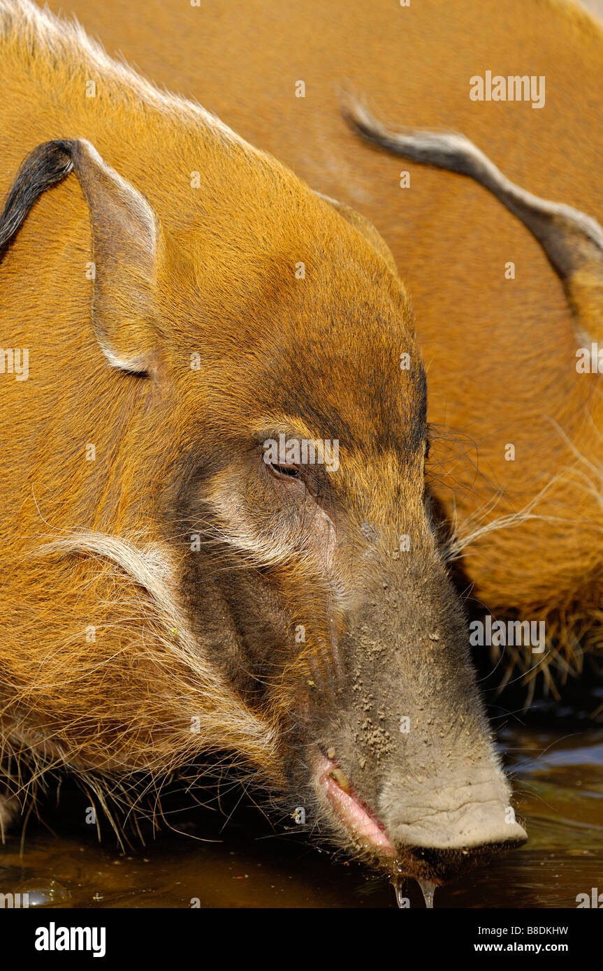 Red River Hog / African Bush Pig Stock Photo - Alamy