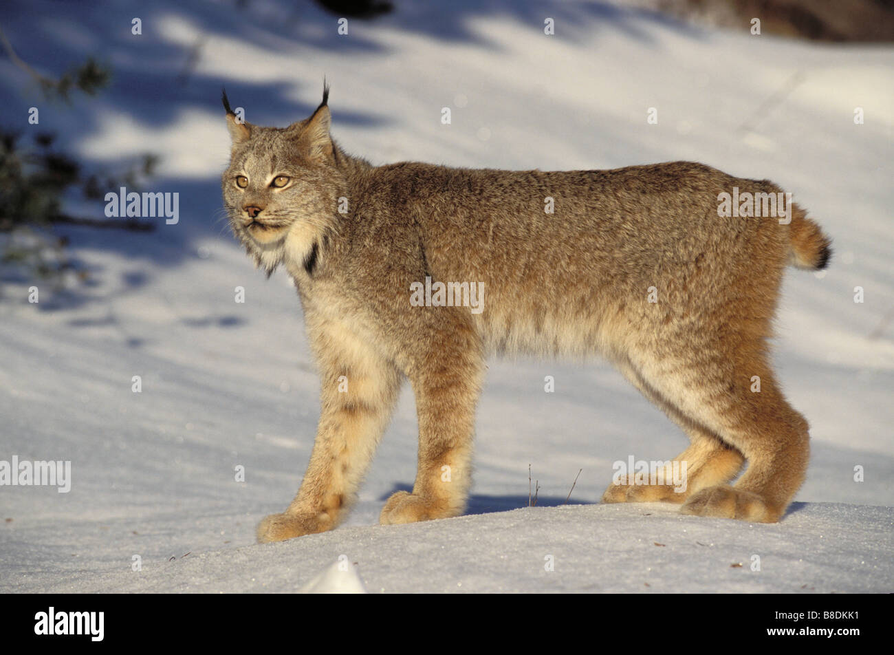Felis Canadensis High Resolution Stock Photography and Images - Alamy
