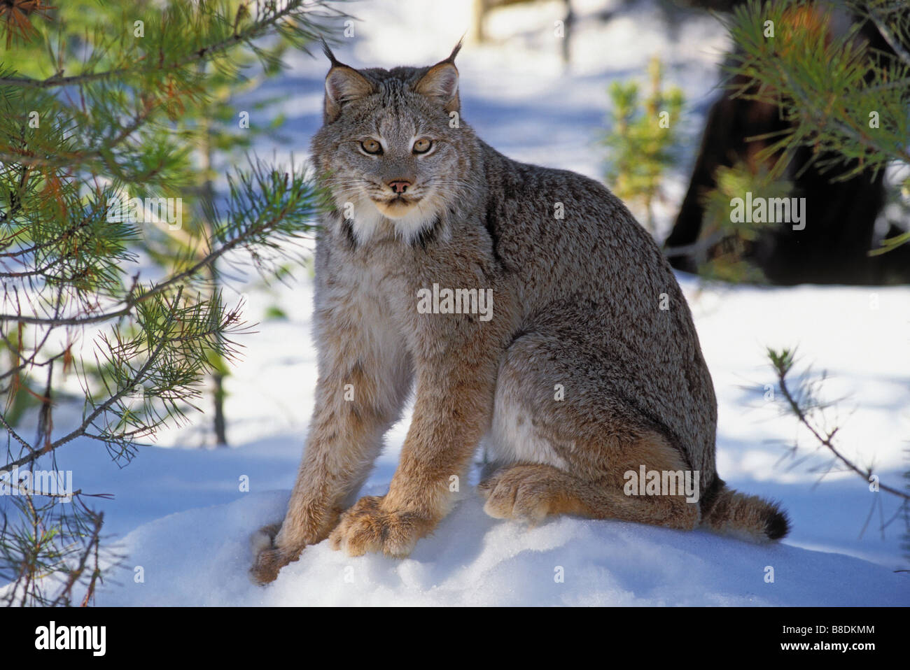 Lynx felis canadensis hi-res stock photography and images - Alamy