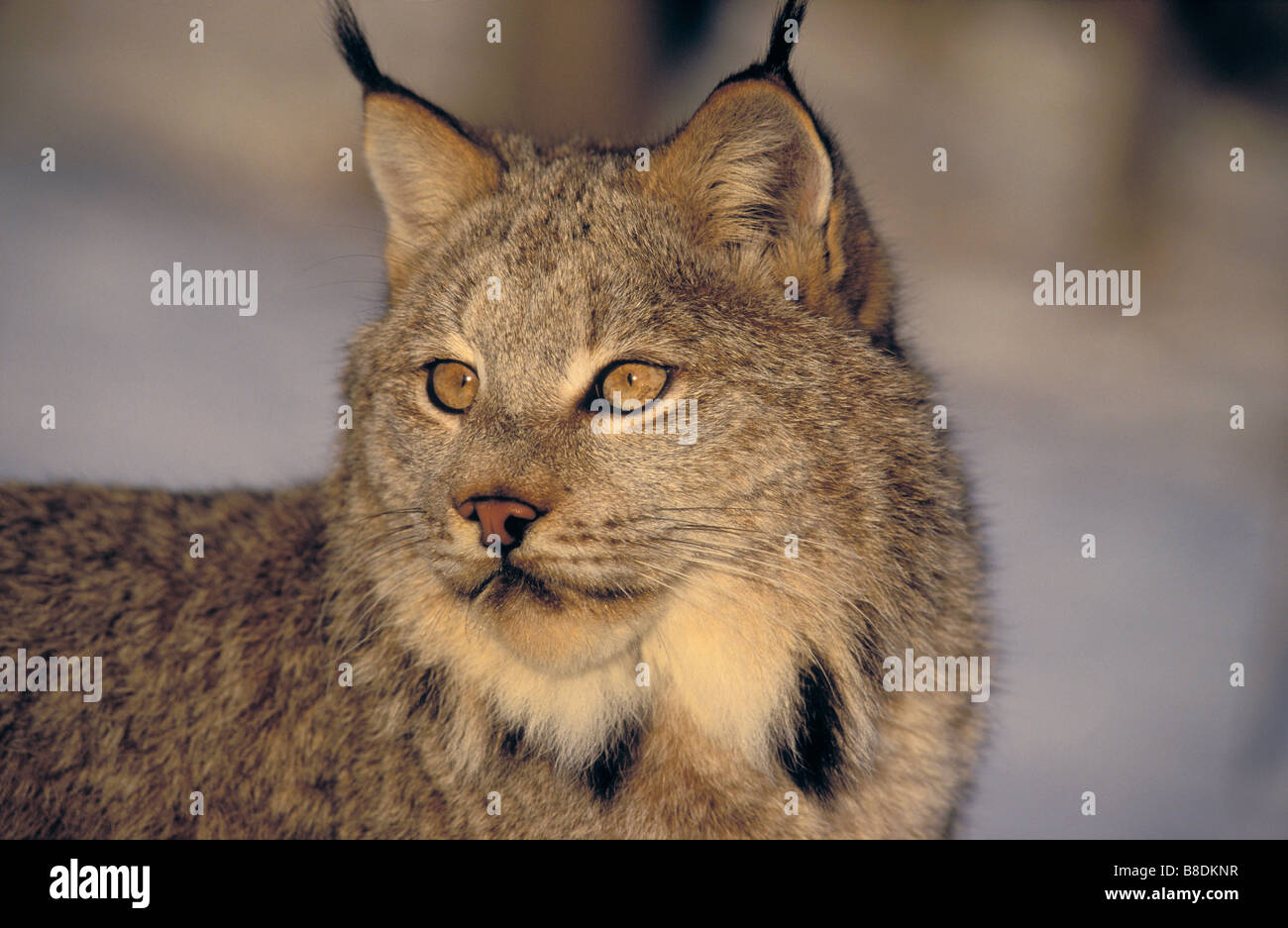 Felis lynx canadensis hi-res stock photography and images - Alamy
