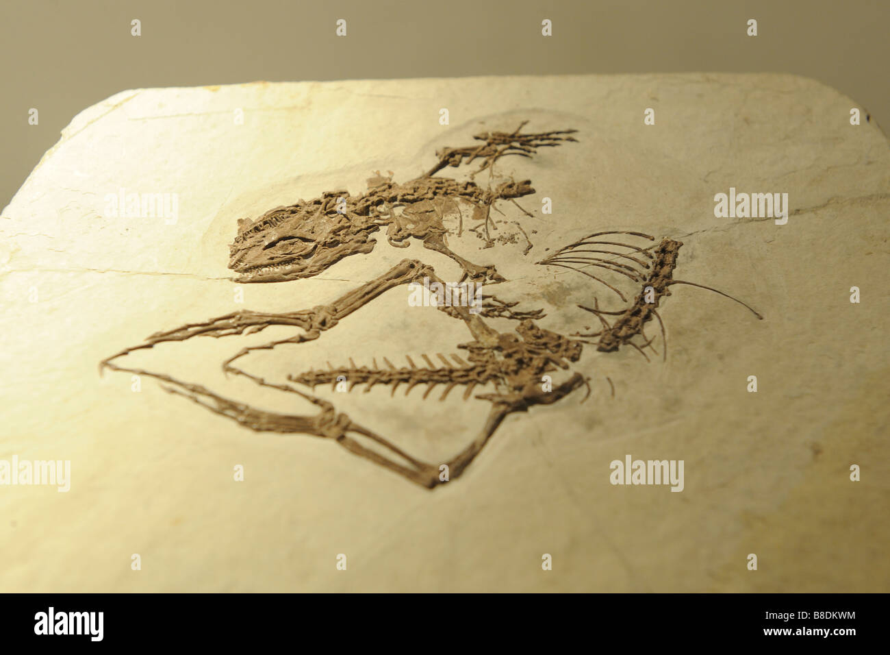 China fossil dinosaur hi-res stock photography and images - Alamy