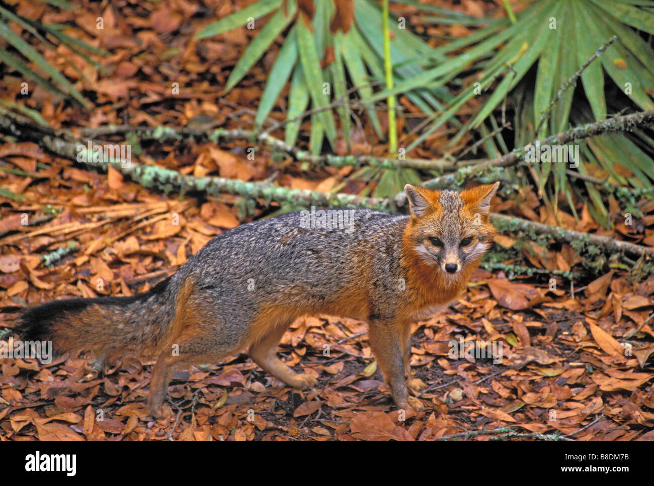 Fox climbing hi-res stock photography and images - Alamy