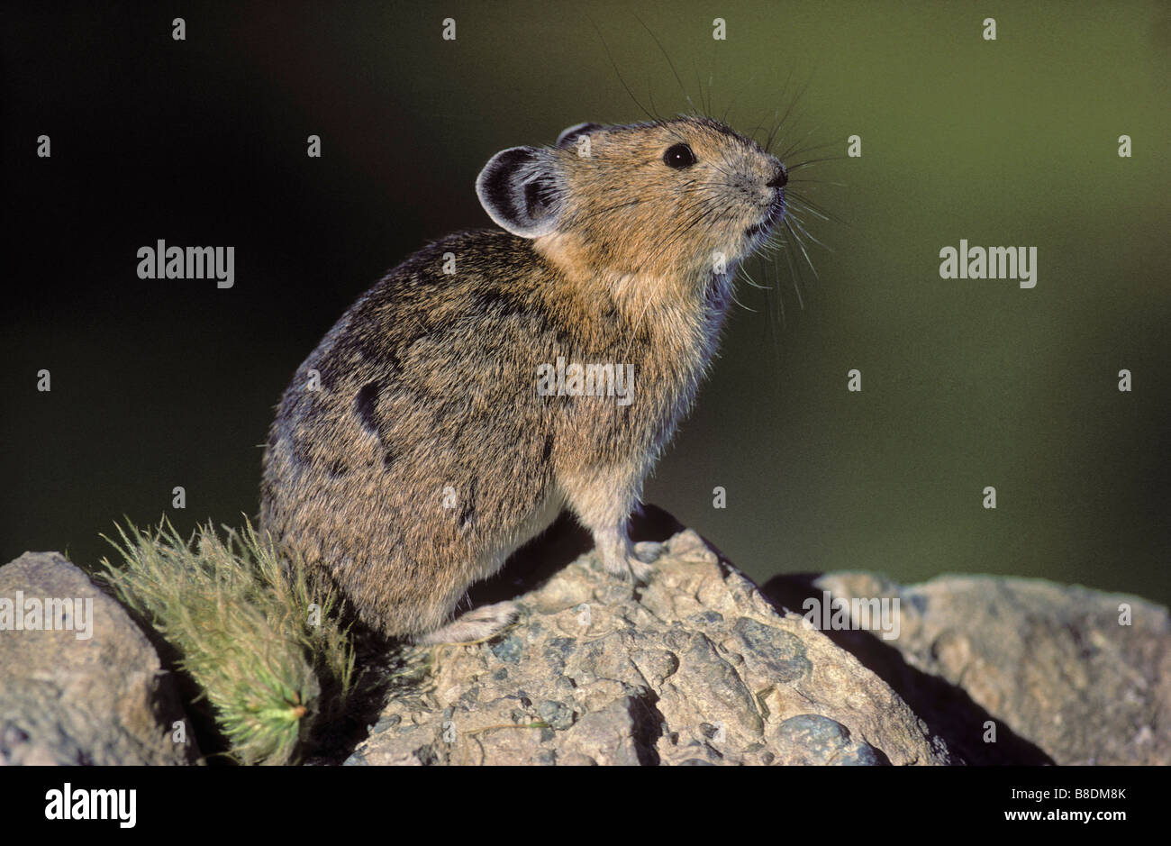 British mountains hi-res stock photography and images - Alamy