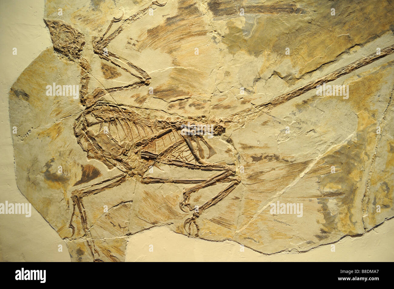 Microraptor gui Xu et al. 2003, the first recognized four-winged ...