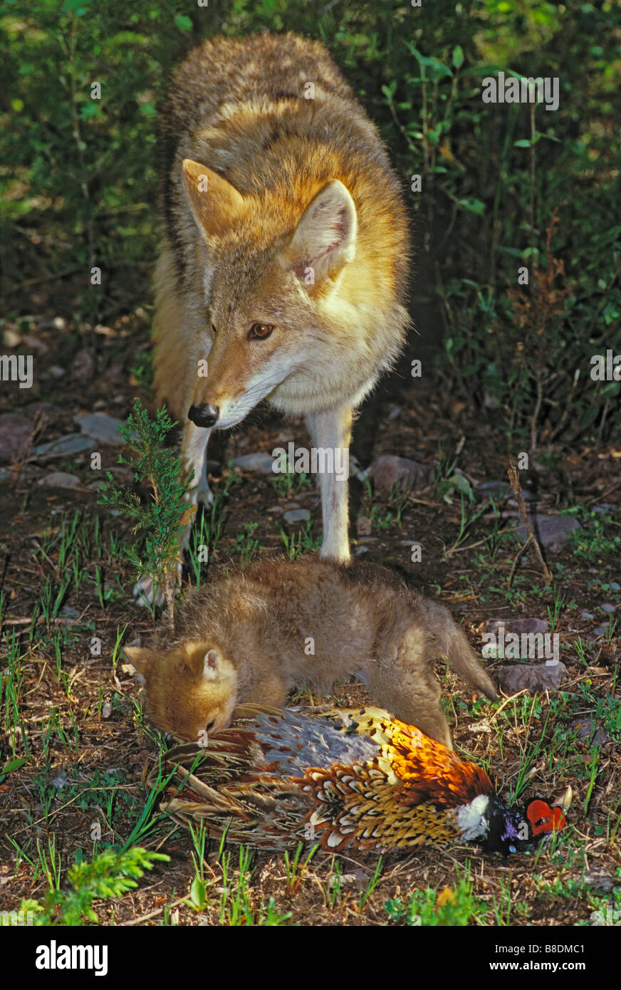 tk0309, Thomas Kitchin; Coyote 3 week-old pup playing pheasant Predator ...