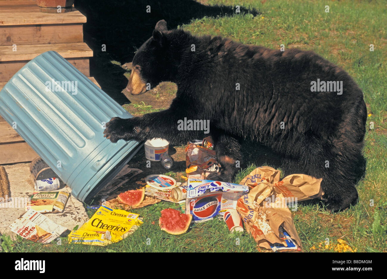 tk0315, Thomas Kitchin; Black Bear raiding garbage outside home Rocky ...