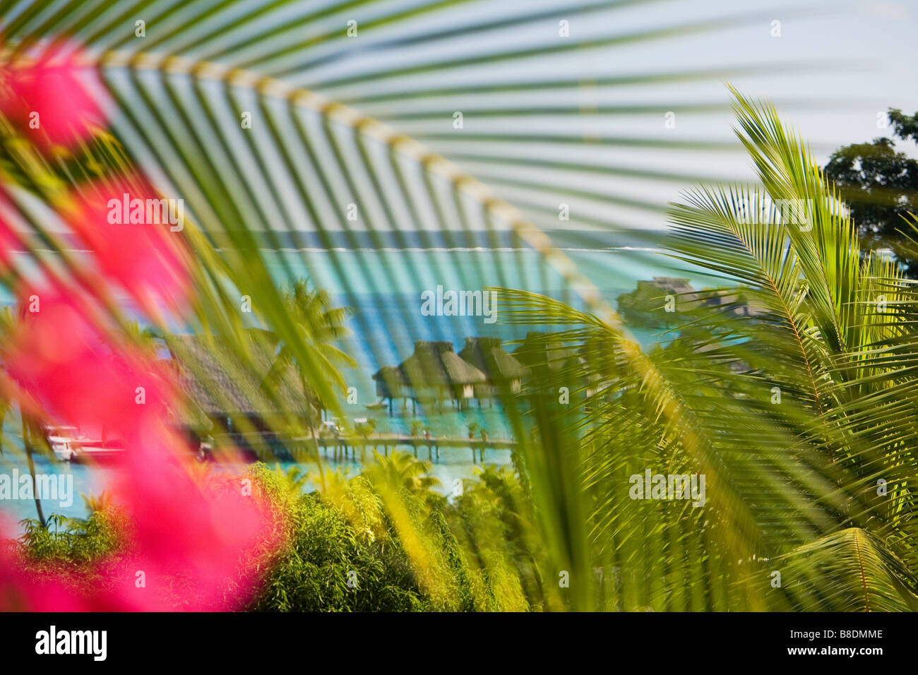 Bora bora flower hi-res stock photography and images - Alamy