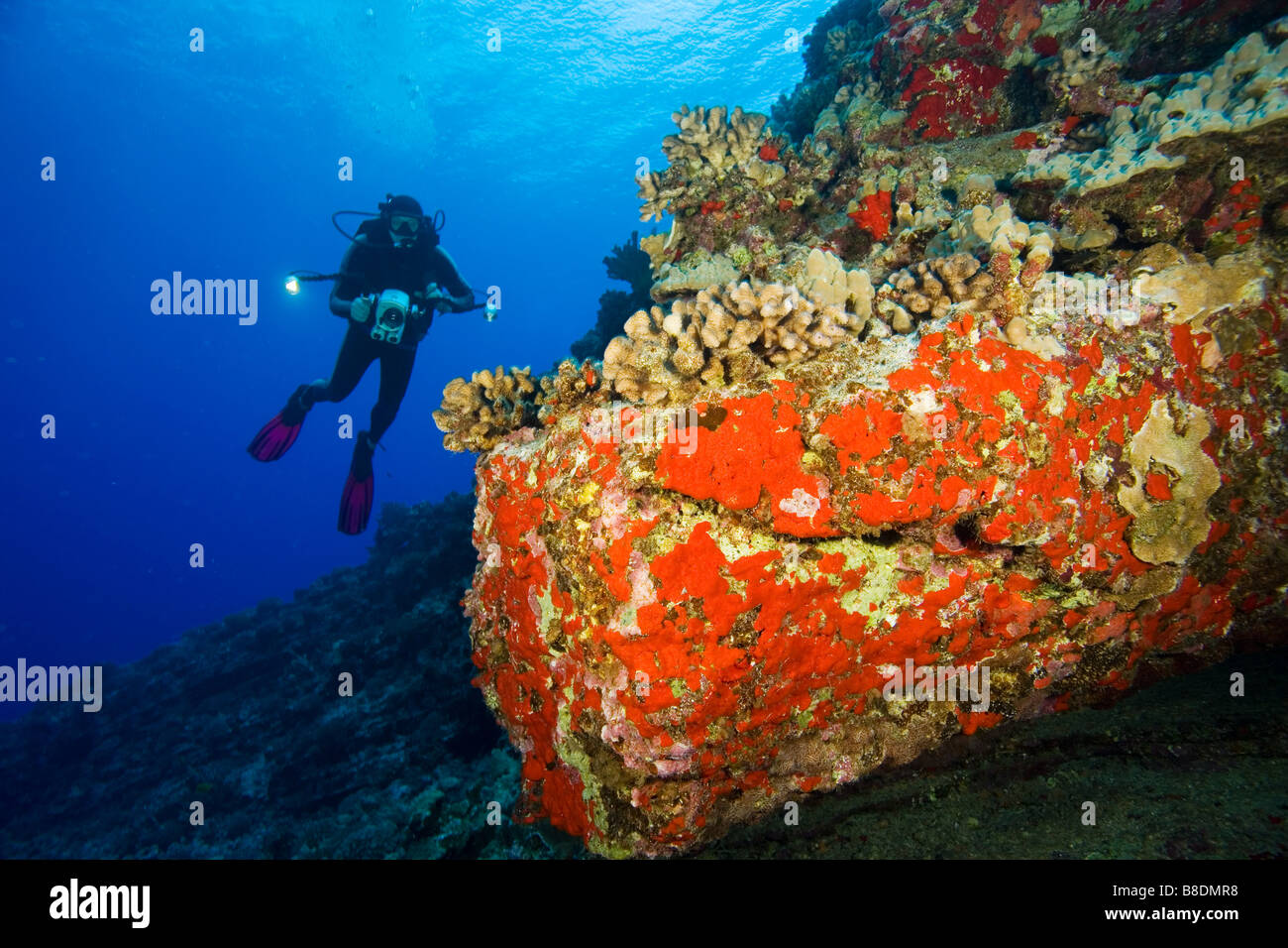 Scuba diver point of view hi-res stock photography and images - Alamy