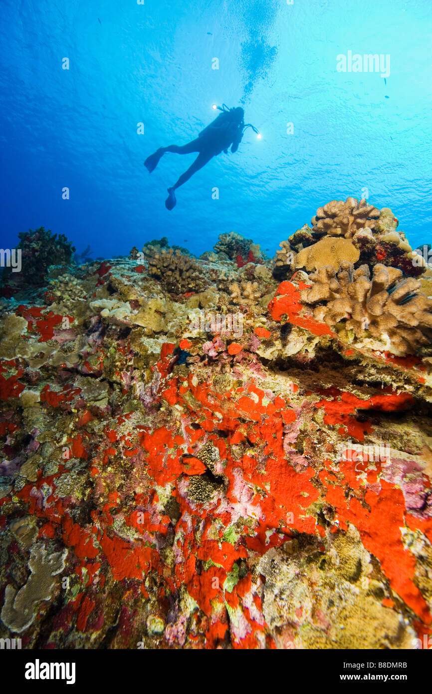 Scuba diver point of view hi-res stock photography and images - Alamy