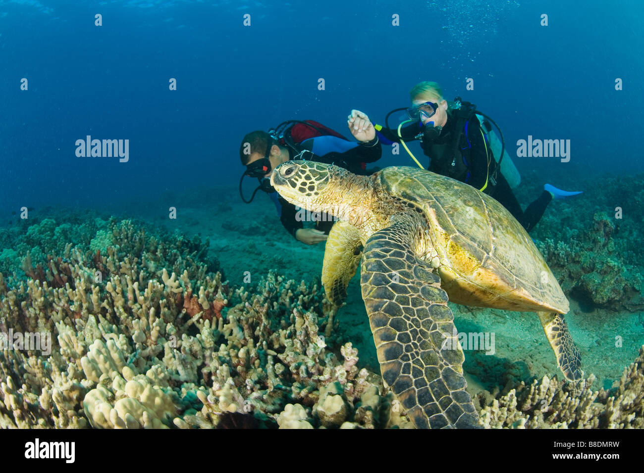 Sea turtle and divers Stock Photo - Alamy