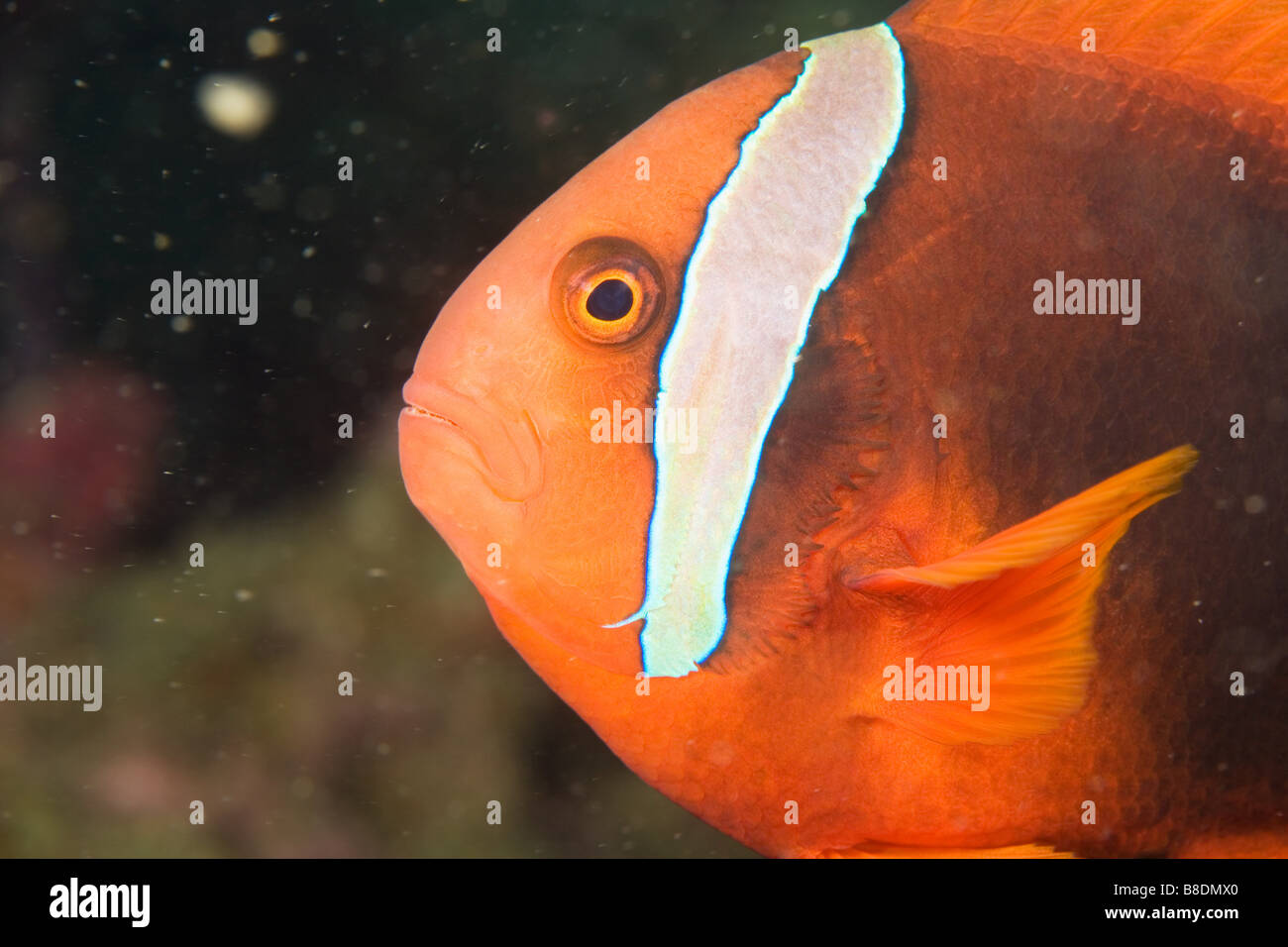 Anemonefish species hi-res stock photography and images - Alamy