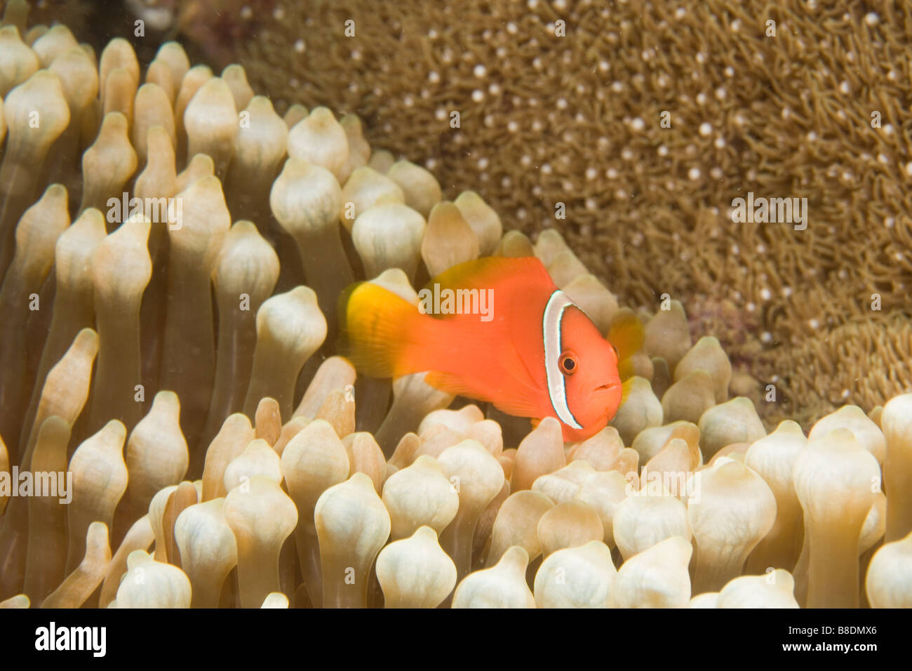 Anemonefish species hi-res stock photography and images - Alamy