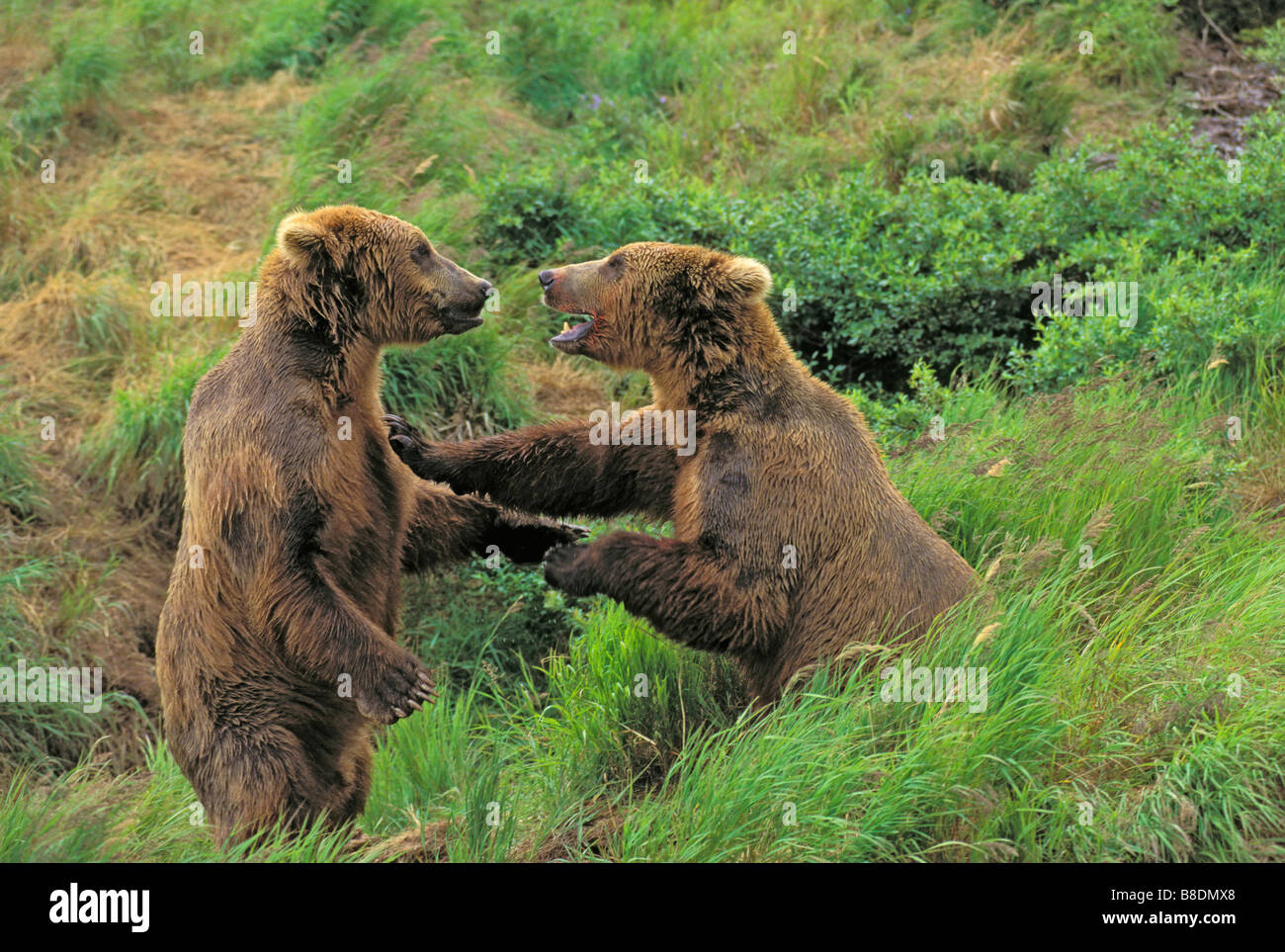 Grizzly/Alaskan Brown Bear Bears in dominance display in summer, McNeil ...