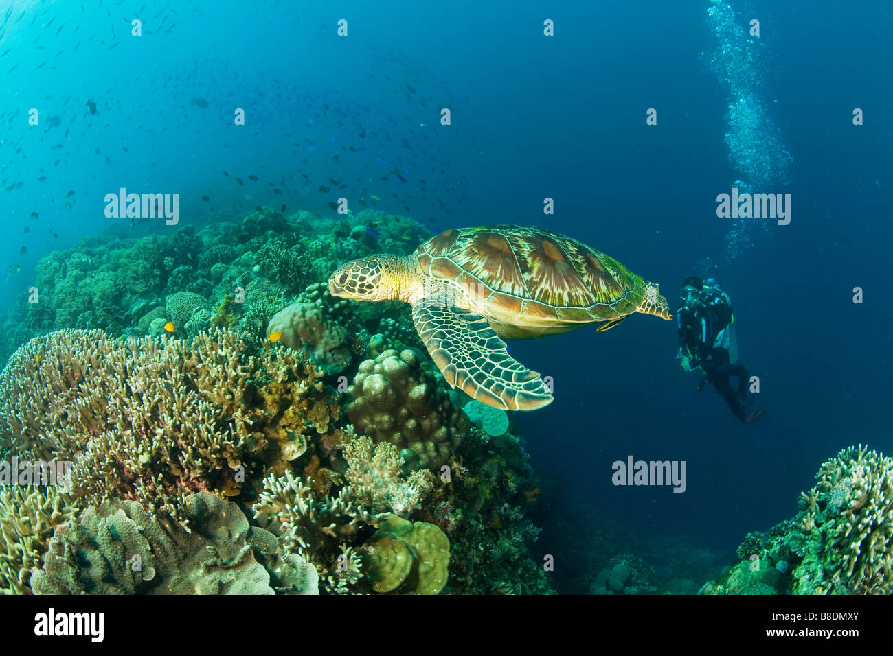 Sea turtle and scuba diver Stock Photo - Alamy