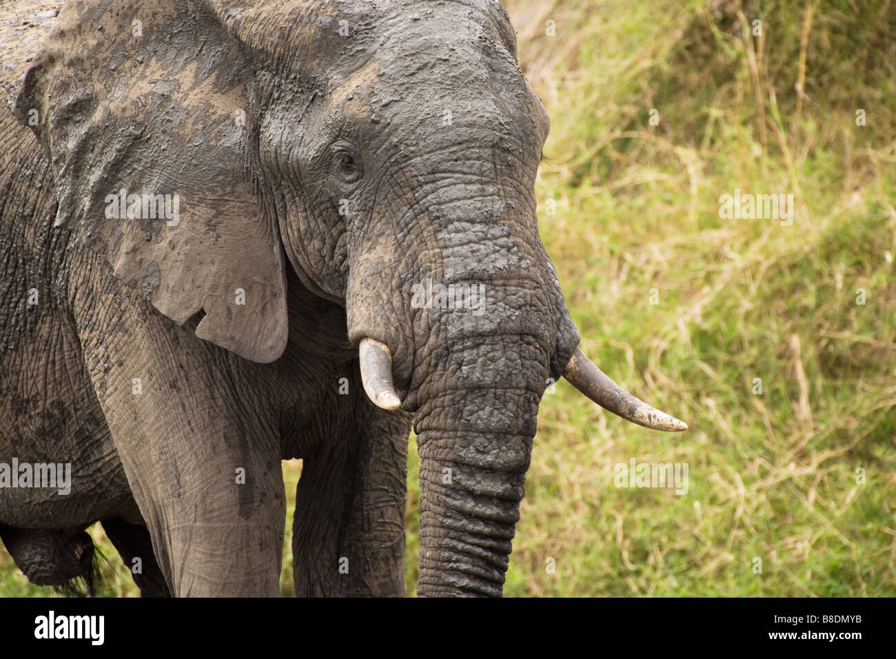 Elephant anatomy hi-res stock photography and images - Alamy