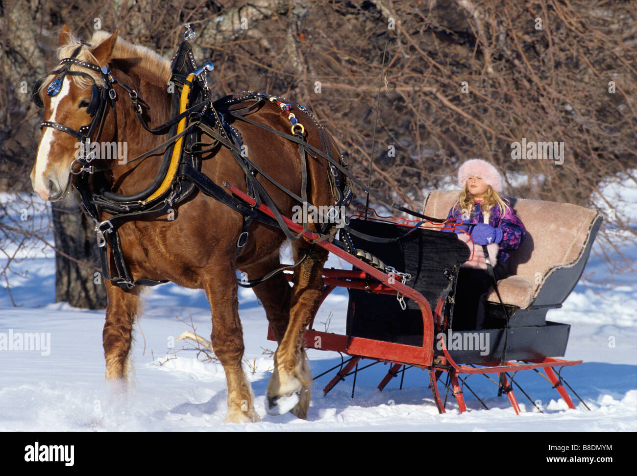 Horse drawn sleigh ride hi-res stock photography and images - Alamy