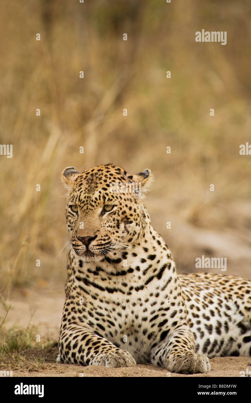 Leopard Lying Down High Resolution Stock Photography and Images - Alamy